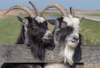 Goat Journal - Page 2 of 70